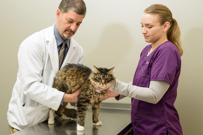How To Find A New Veterinarian For Your Cat - CatTime