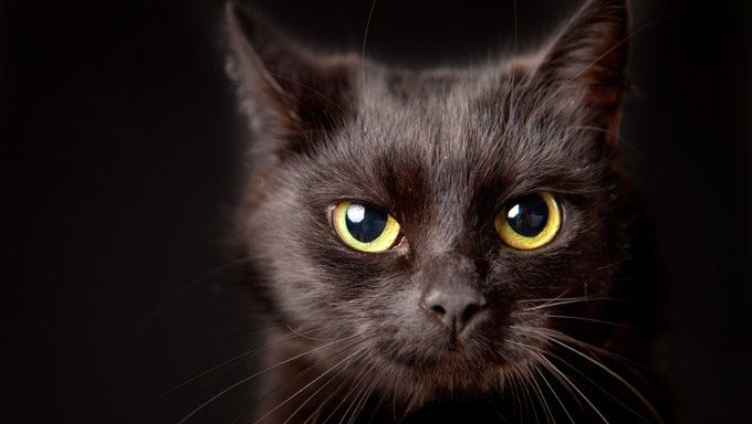 Black Cat Syndrome: Why Black Cats Can Have A Harder Time Getting ...