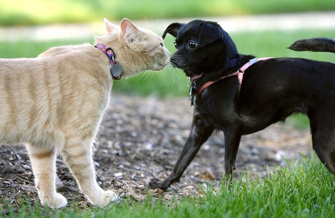Introducing Your Cat To A Dog? - CatTime