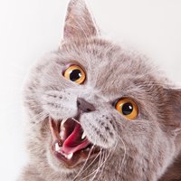 Why is devocalization of dogs and cats legal? - CatTime