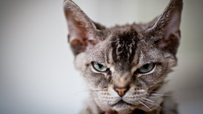 The Most Common Causes Of Aggression In Cats - CatTime