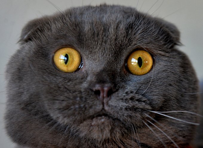 Cats And Diabetes - CatTime