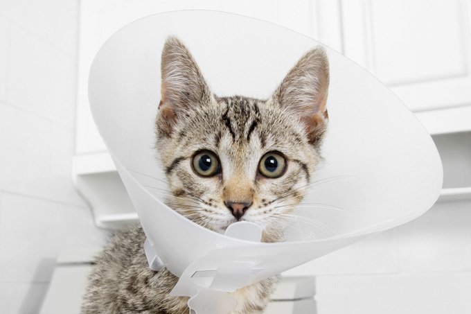 Cats And Mouth Cancer - CatTime