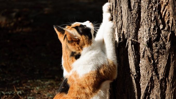 Cat Behavior: Scratching Is Natural & Necessary - CatTime