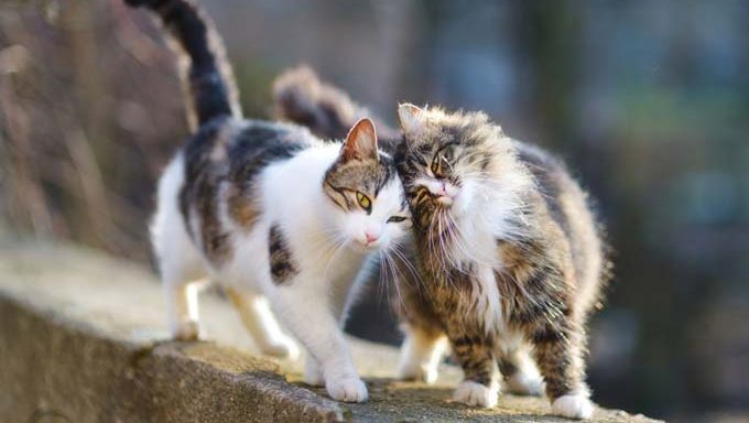 Speaking Cat: Feline Body Language, Translated - CatTime