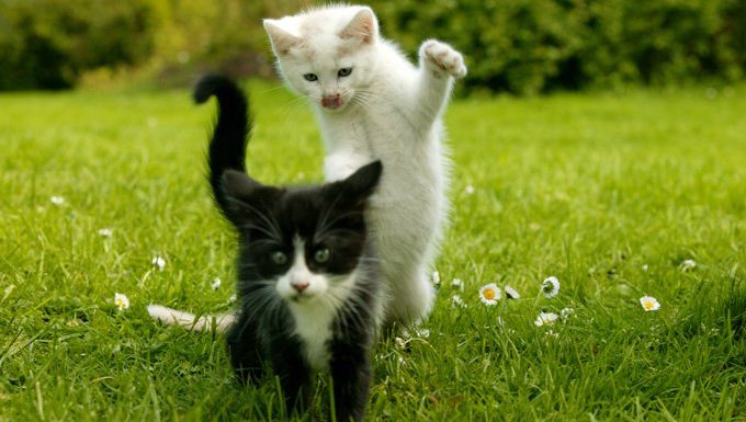 Why Kitten Socialization Is So Important - CatTime