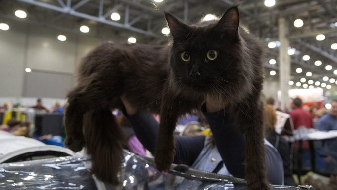 Get To Know Your Cat Breeds: Largest, Smallest, Most Dog-Like, & More ...