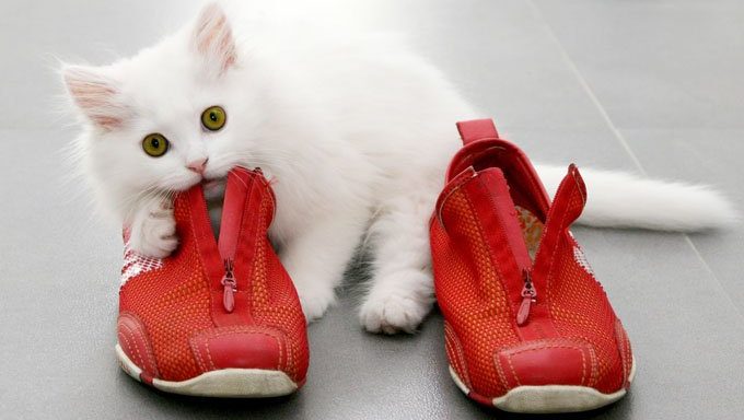 Is My Cat Normal? - CatTime