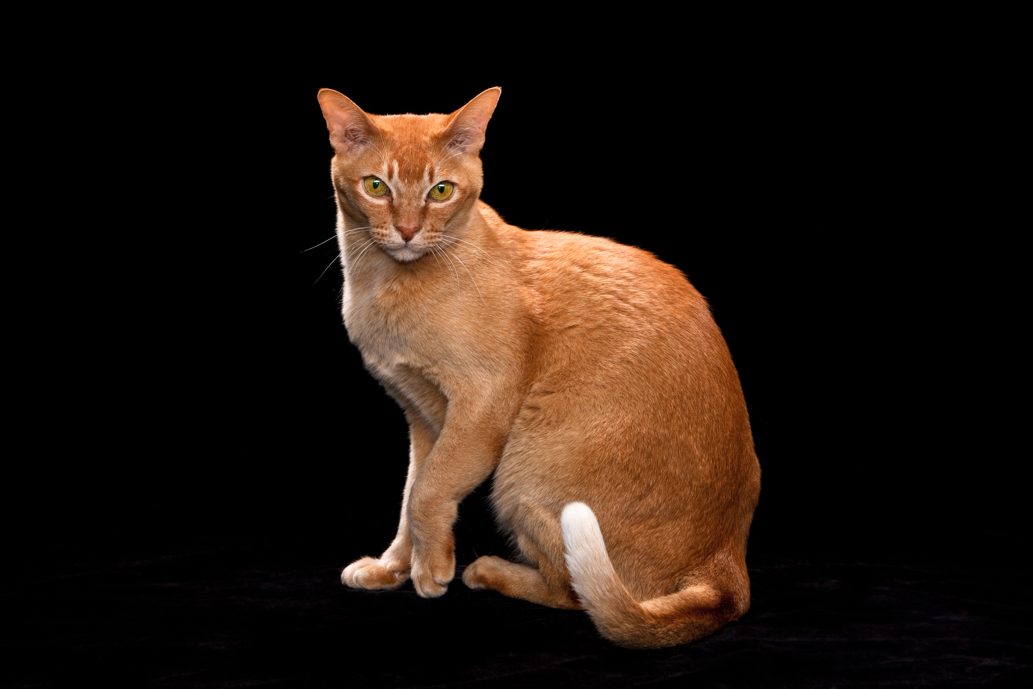 Burmese Cat Breed Information & Characteristics