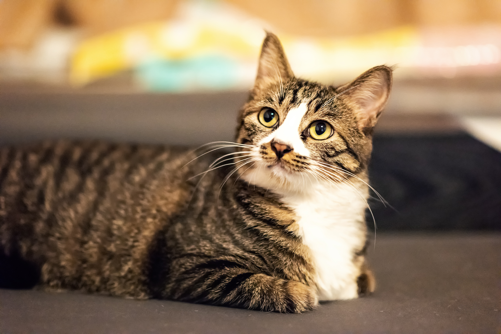 Chinese Li Hua Cat Breed Information & Characteristics