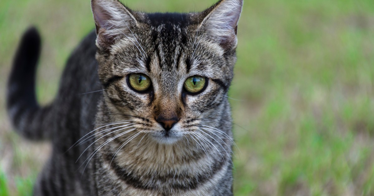 Chinese Li Hua Cat Breed Information & Characteristics