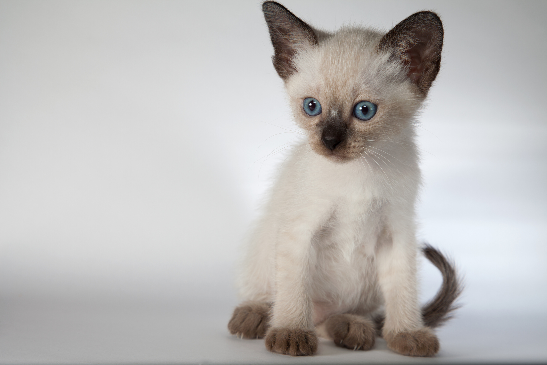Siamese Cat Breed Information & Characteristics
