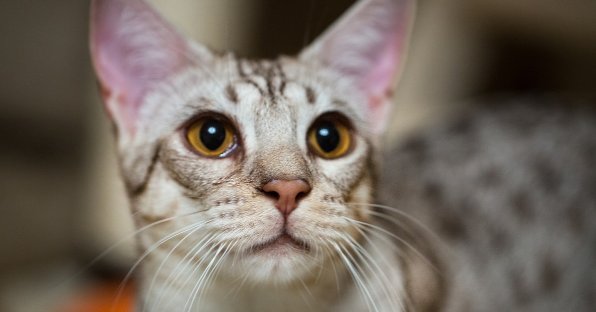 Ocicat Cat Breed Information & Characteristics