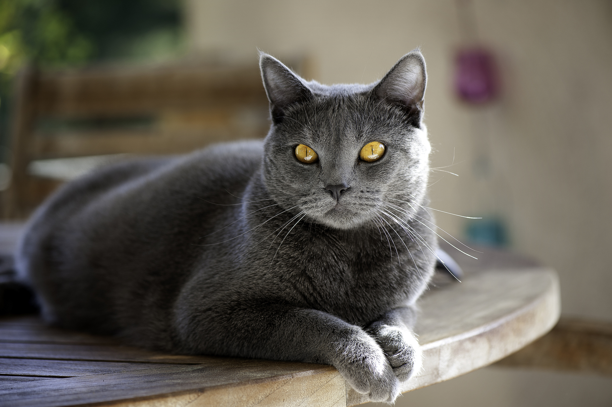 Chartreux Cat Breed Information & Characteristics