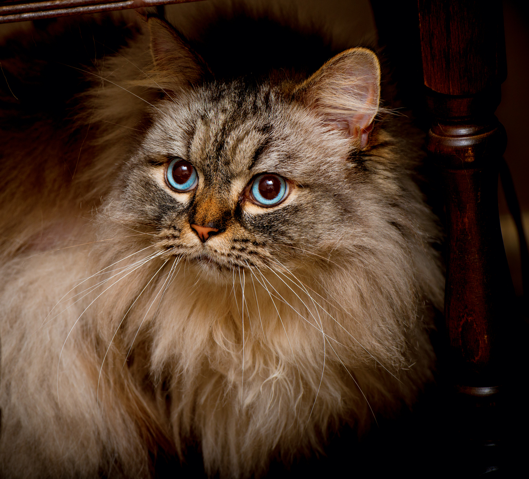 Ragamuffin Cat Breed Information & Characteristics