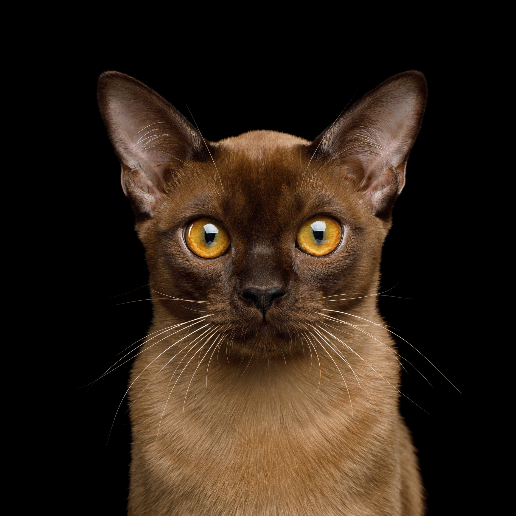 Burmese Cat Breed Information & Characteristics