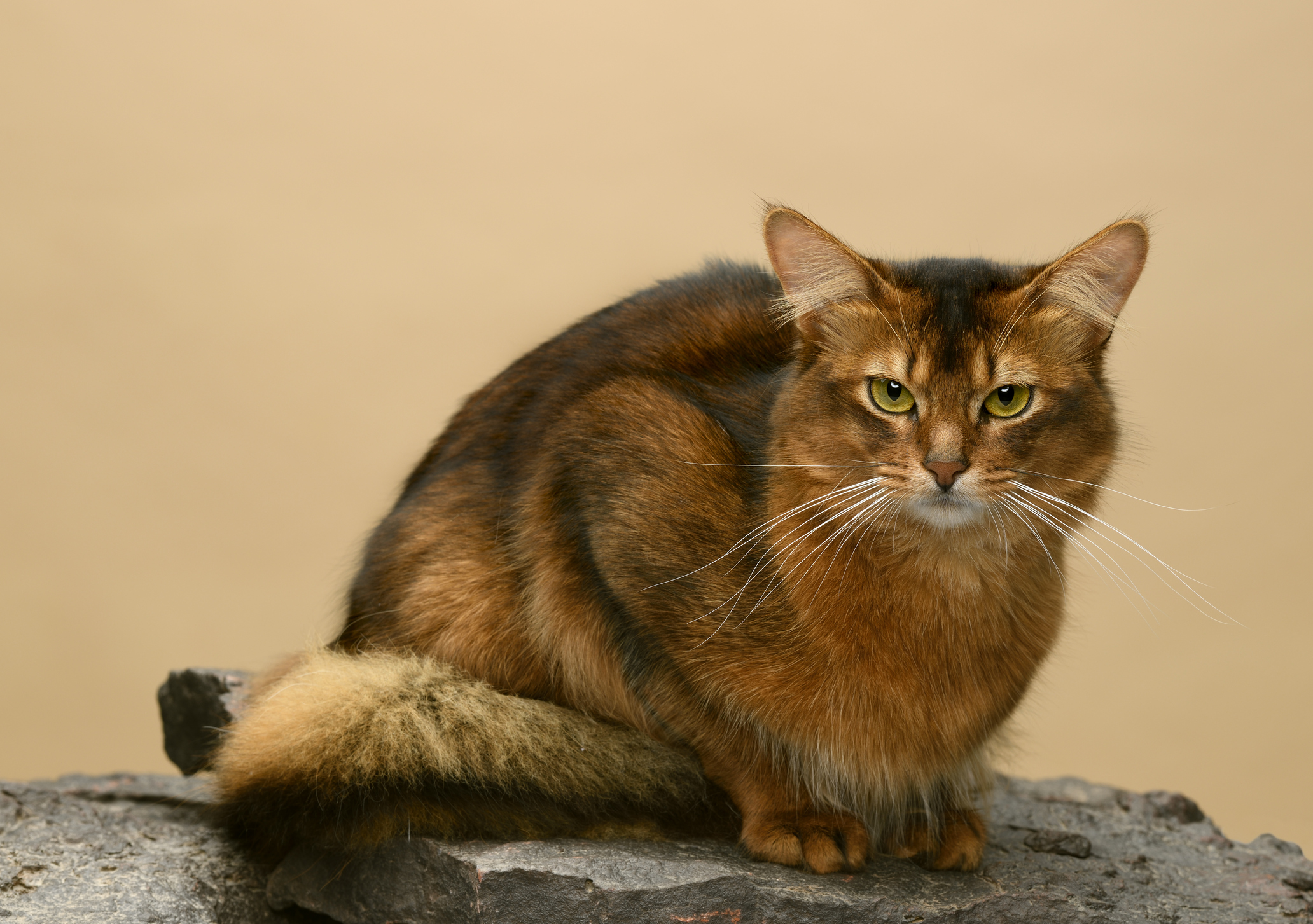Somali Cat Breed Information & Characteristics