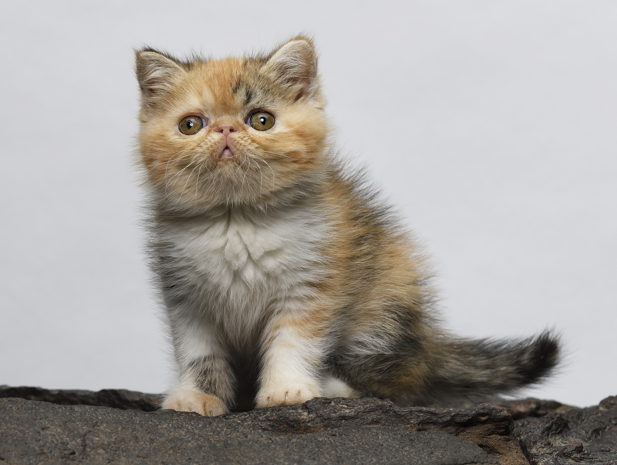 Exotic Cat Breed Information & Characteristics