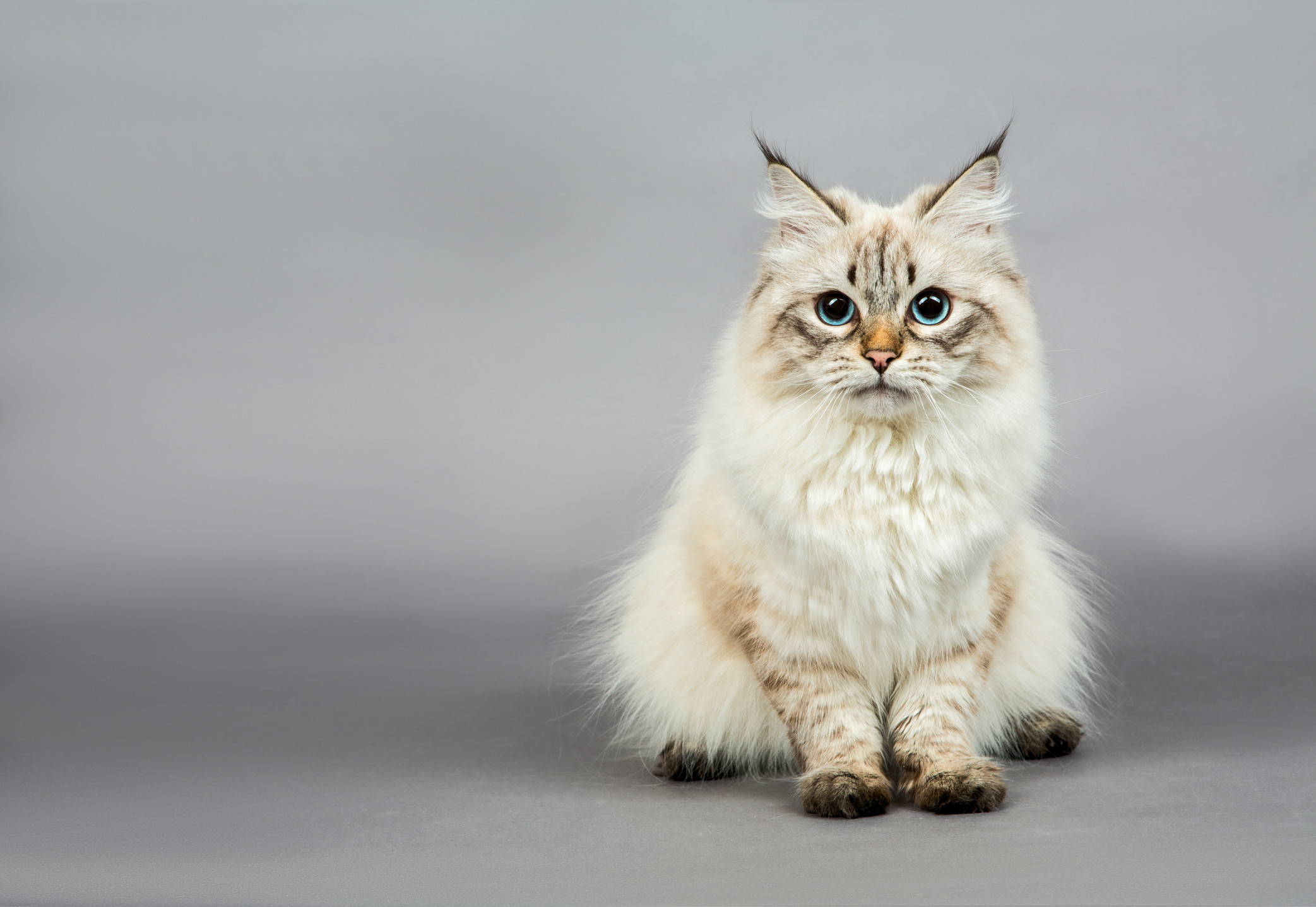 Siberian Cat Breed Information & Characteristics