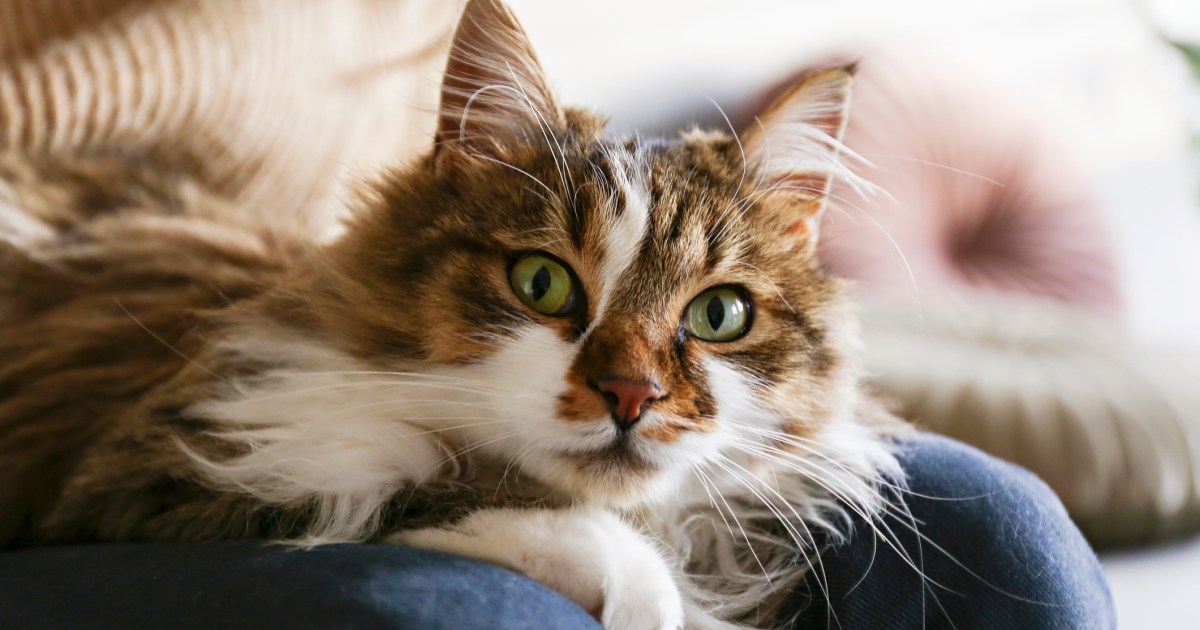 Ragamuffin Cat Breed Information & Characteristics