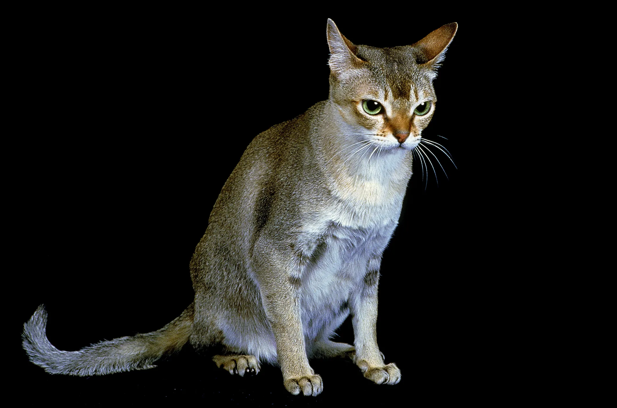 Singapura Cat Breed Information & Characteristics
