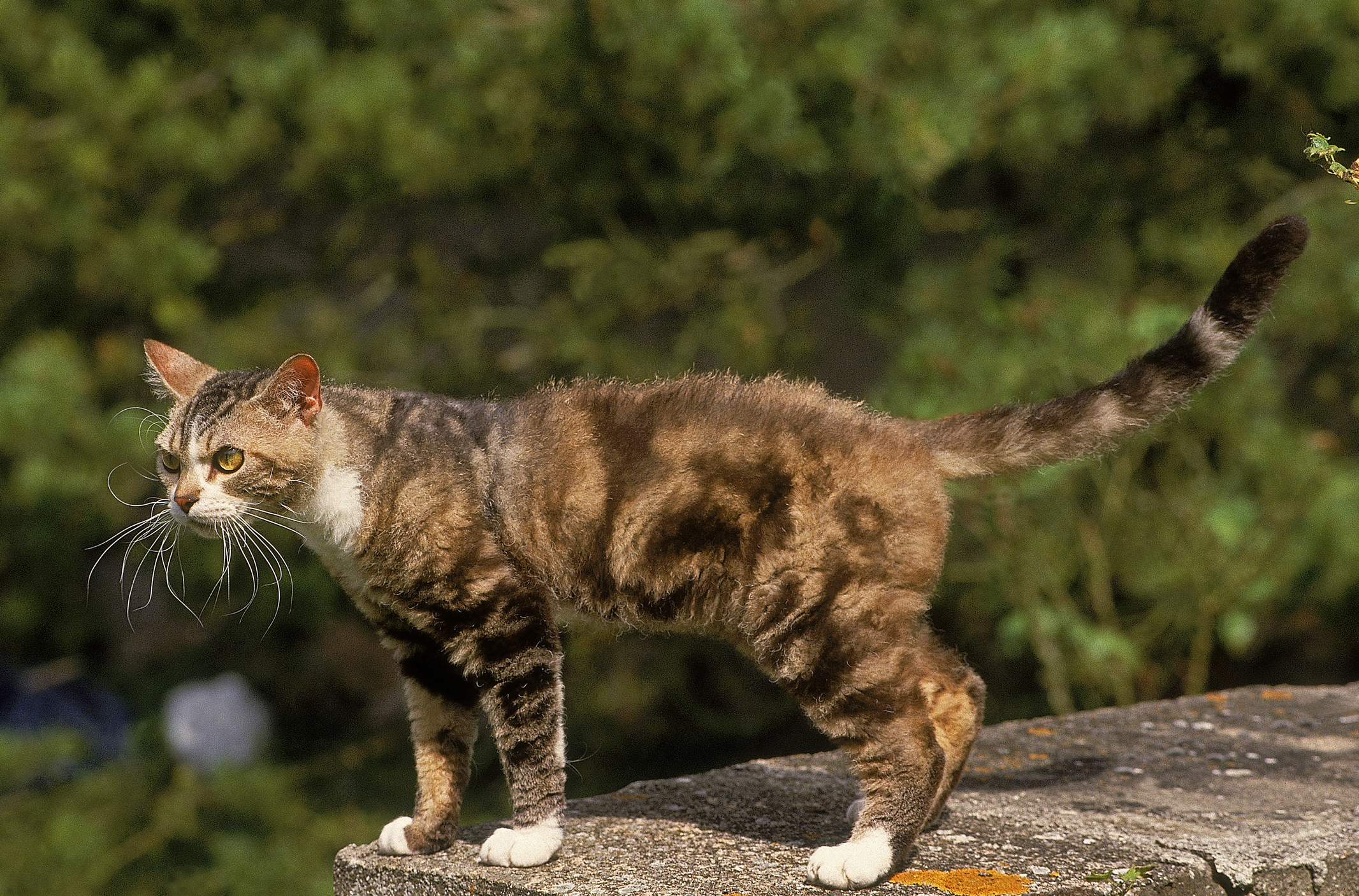 American Wirehair Cat Breed Information & Characteristics