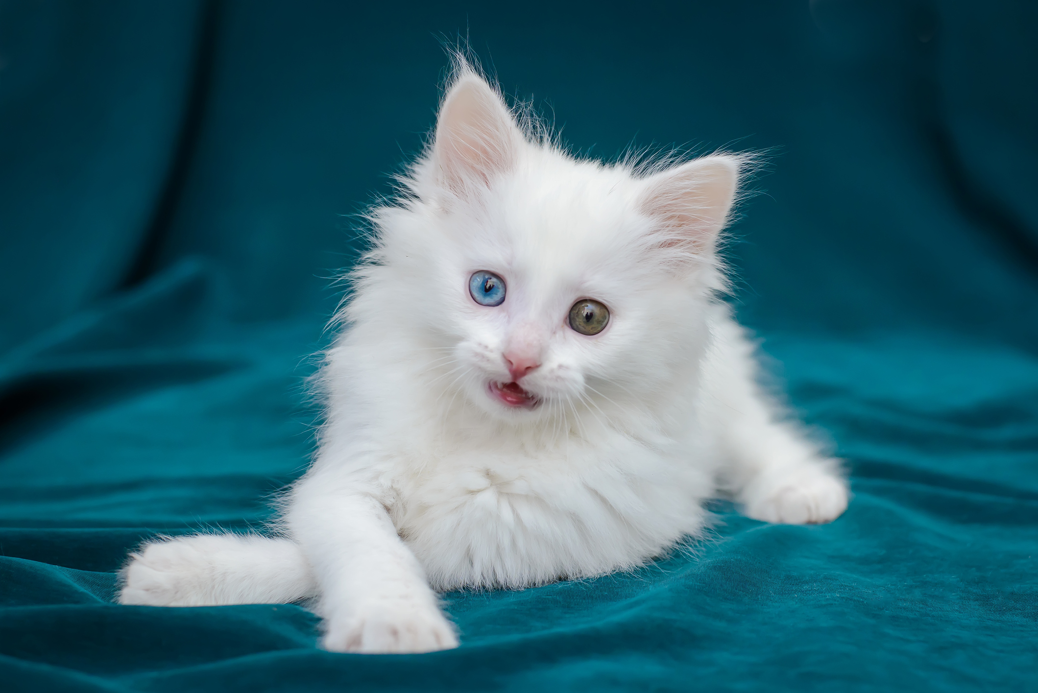 Turkish Angora Cat Breed Information & Characteristics
