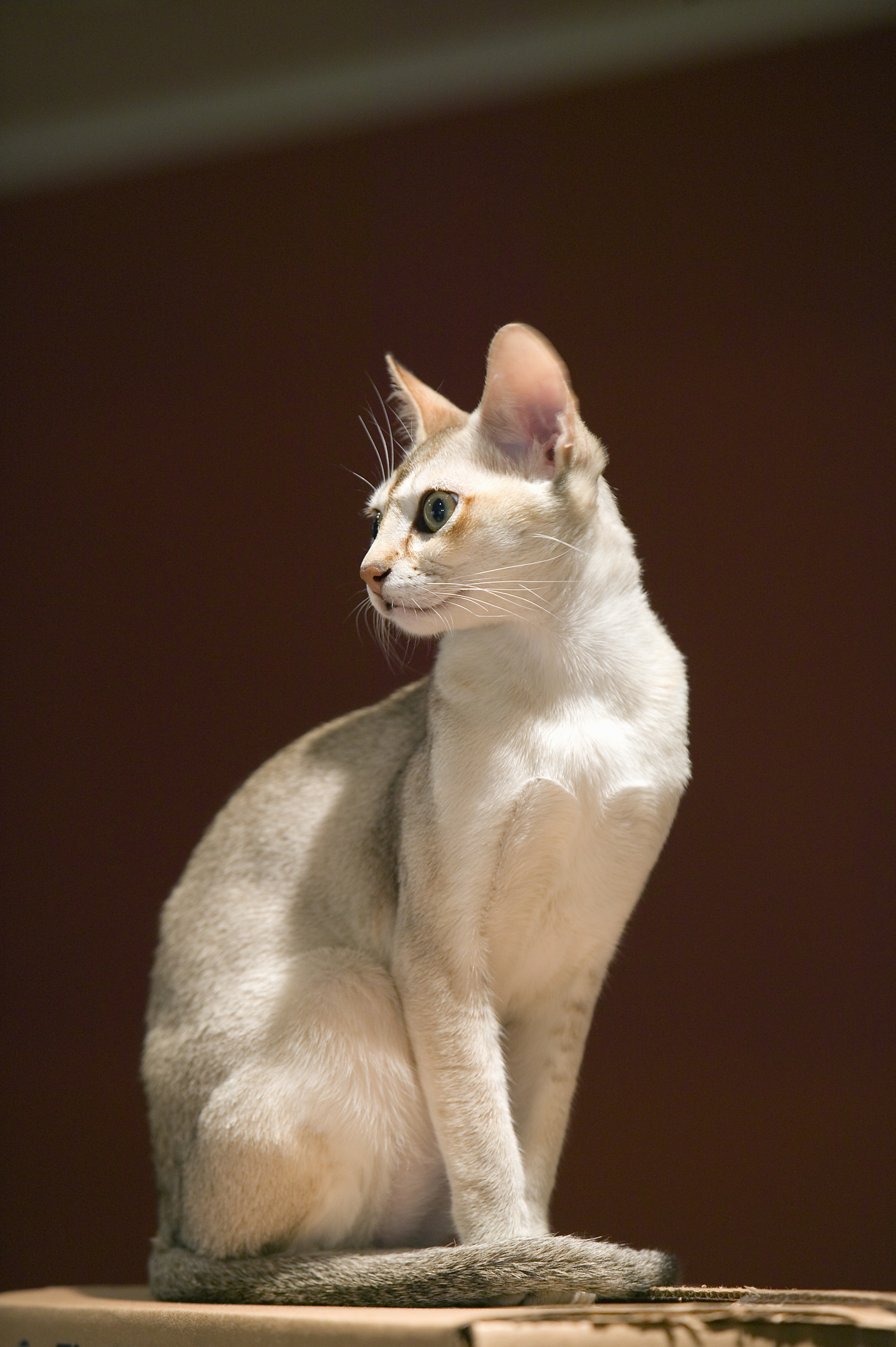Singapura Cat Breed Information & Characteristics
