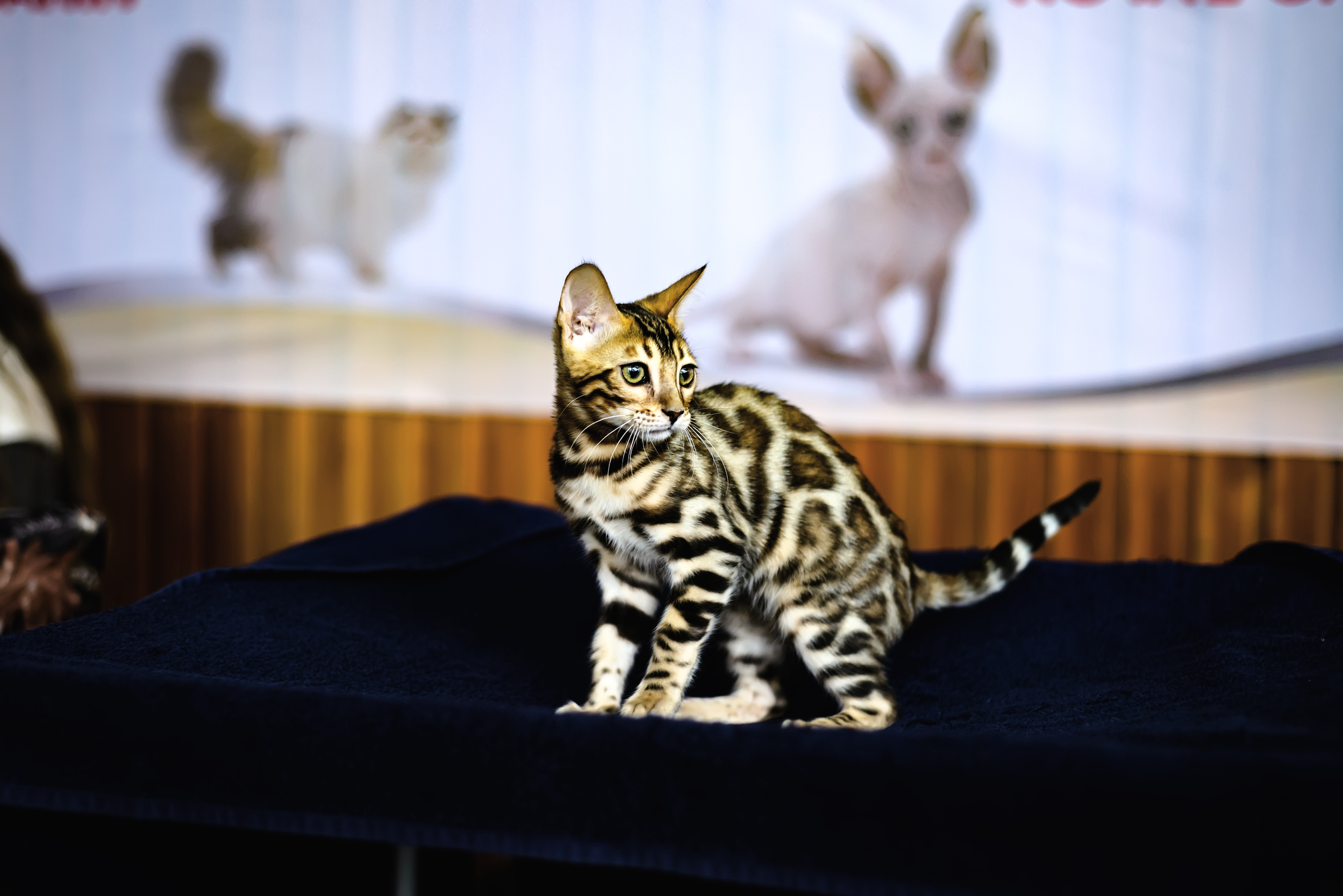 Bengal Cat Breed Information & Characteristics