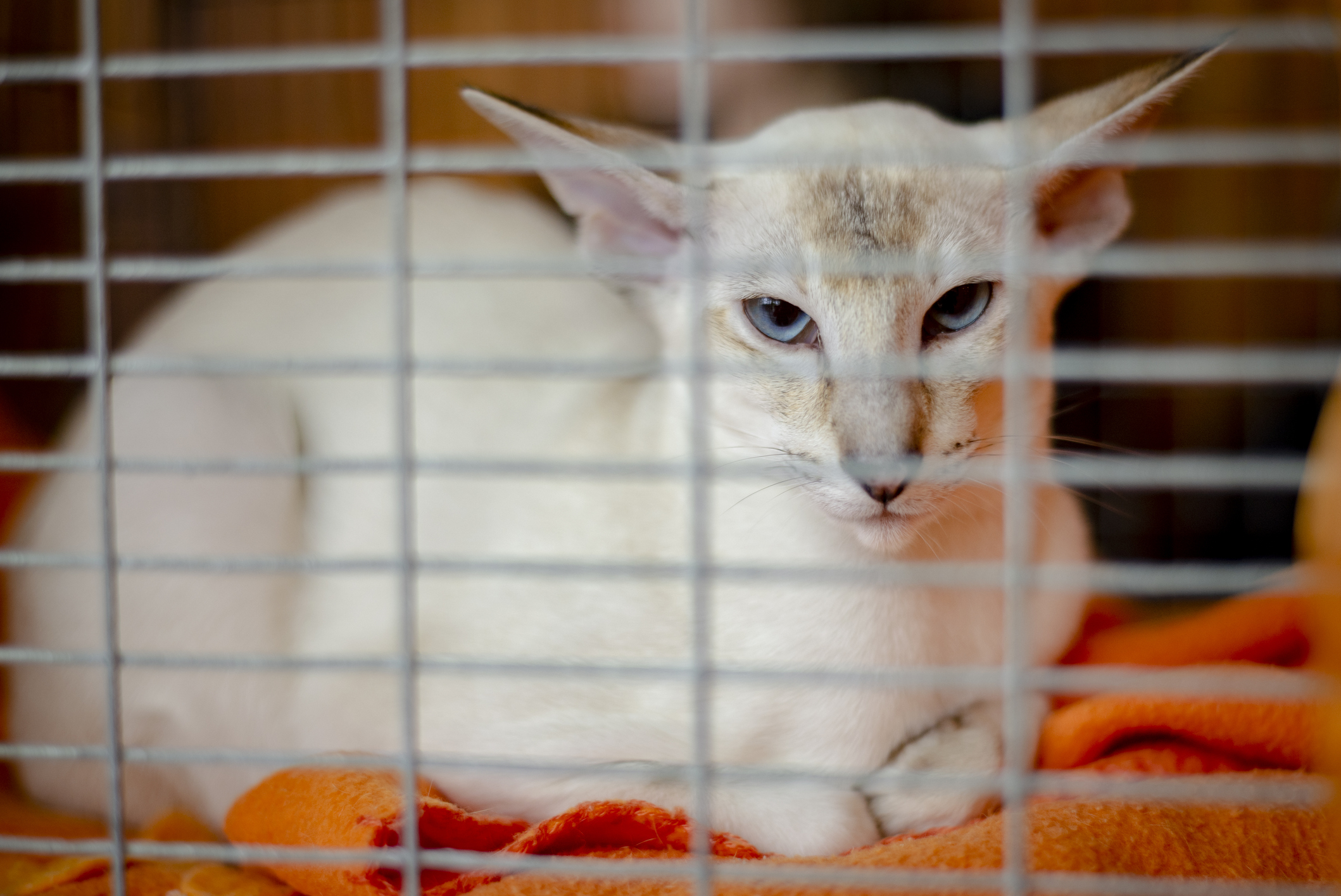 Javanese Cat Breed Information & Characteristics