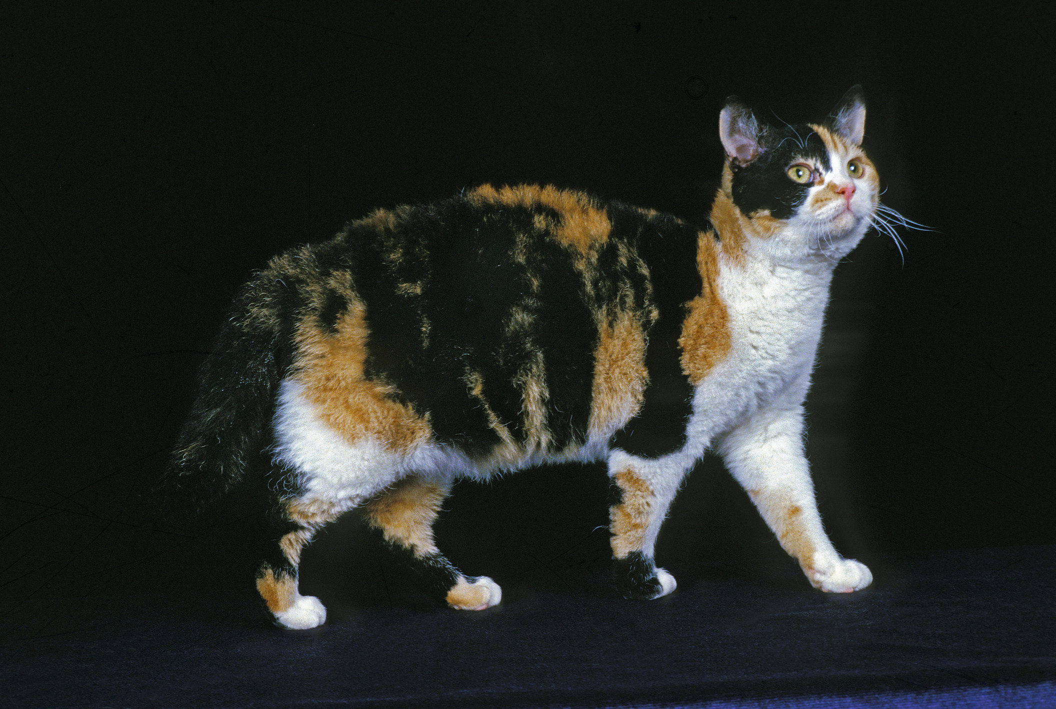 American Wirehair Cat Breed Information & Characteristics