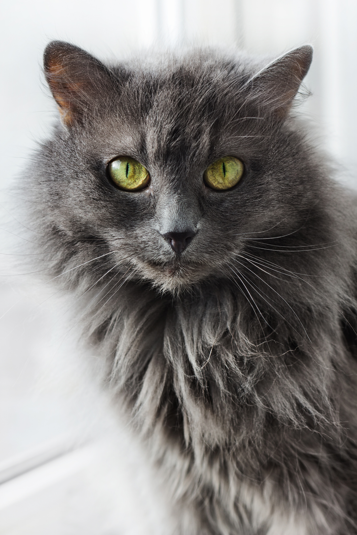 Nebelung Cat Breed Information & Characteristics
