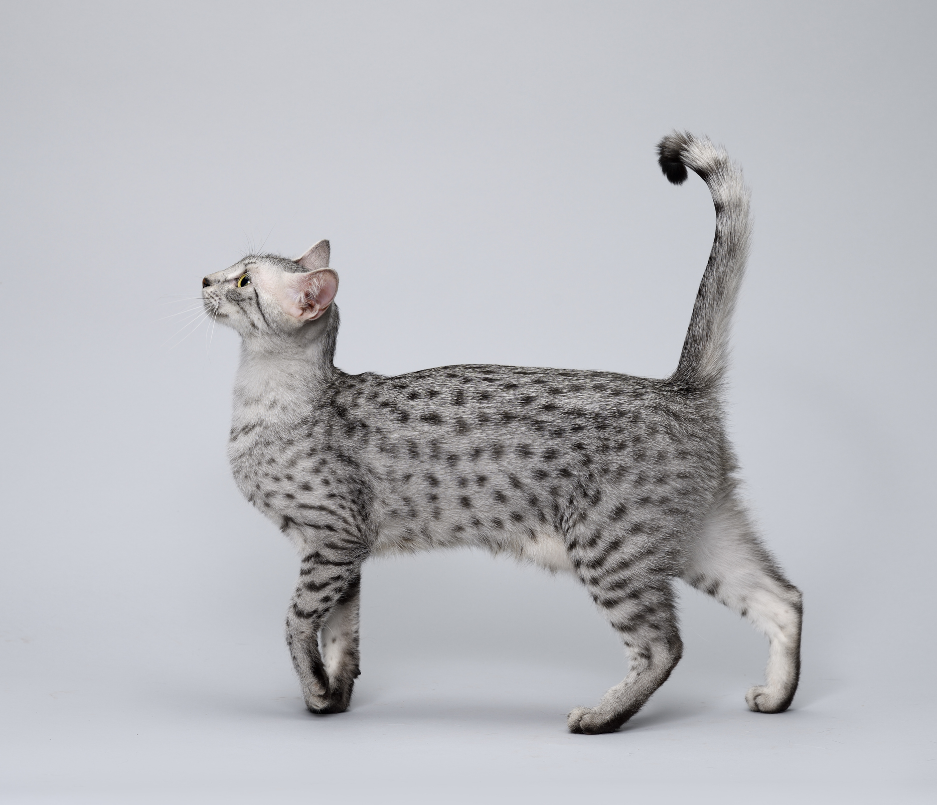 Egyptian Mau Cat Breed Information & Characteristics
