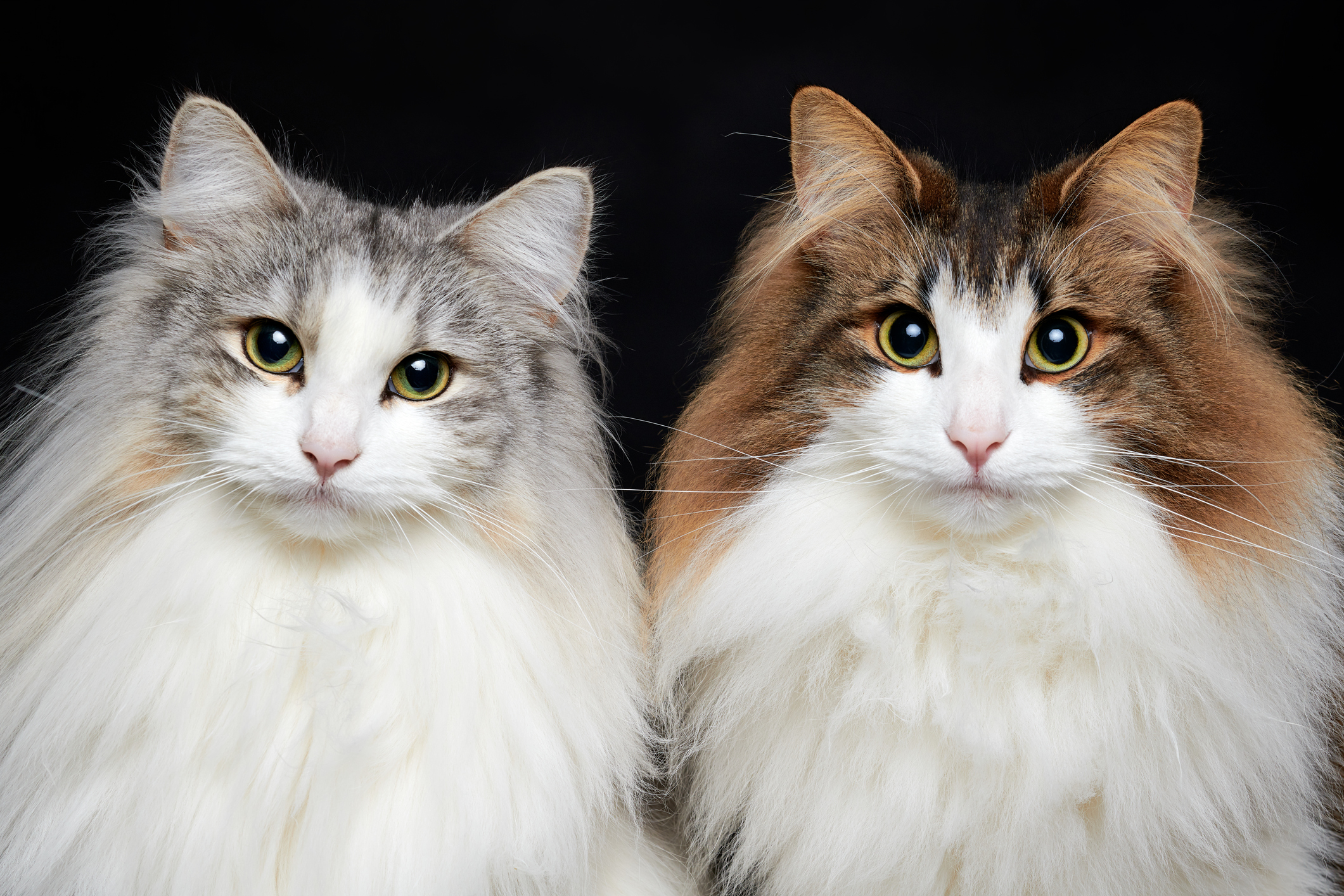 Norwegian Forest Cat Breed Information & Characteristics