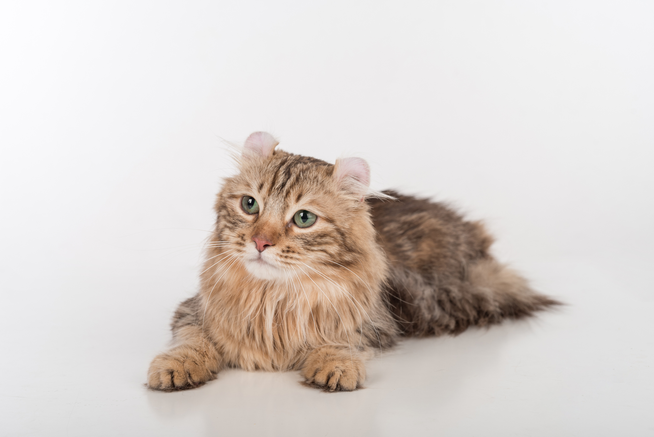 American Curl Cat Breed Information & Characteristics