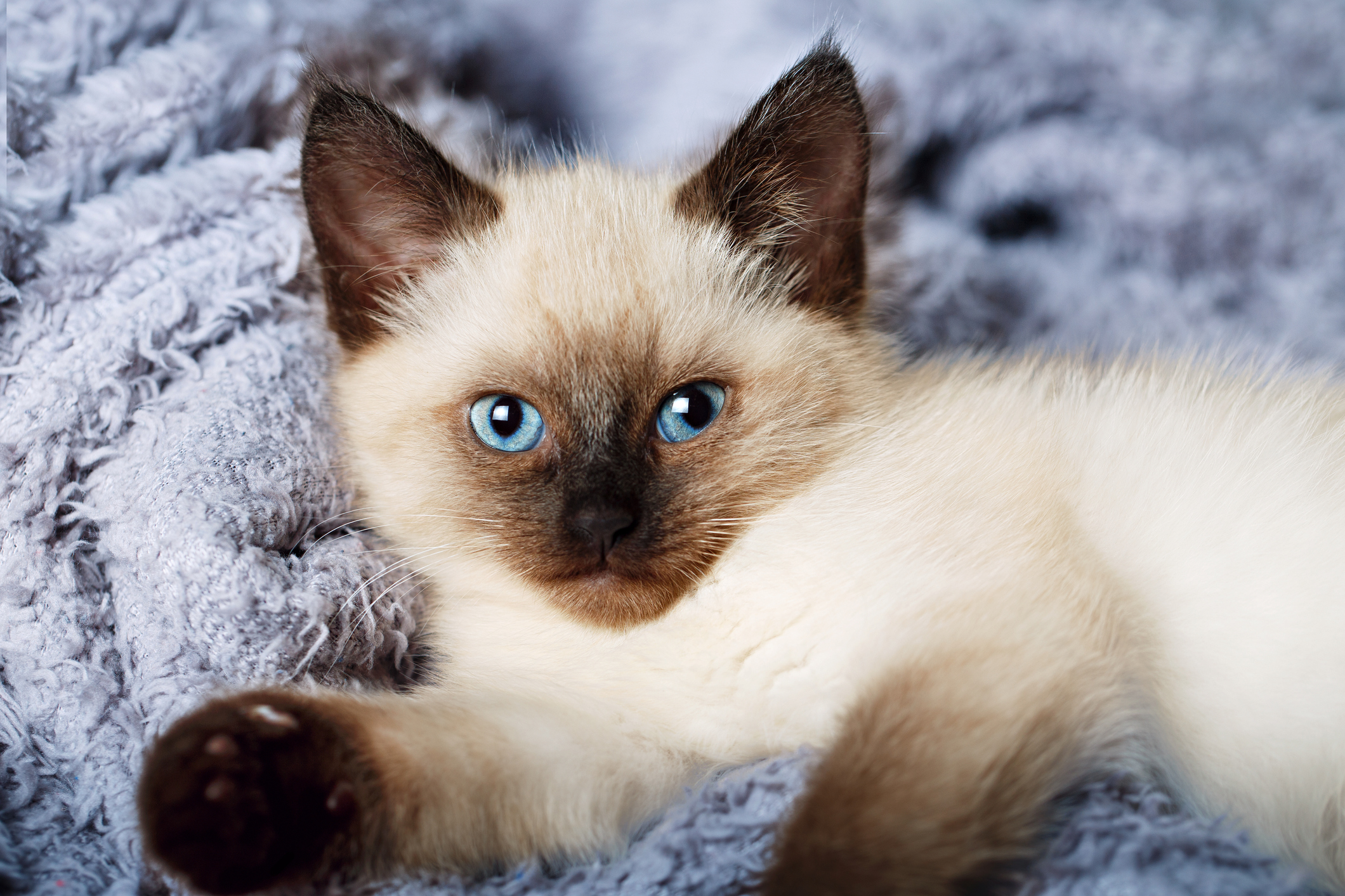 Balinese Cat Breed Information & Characteristics