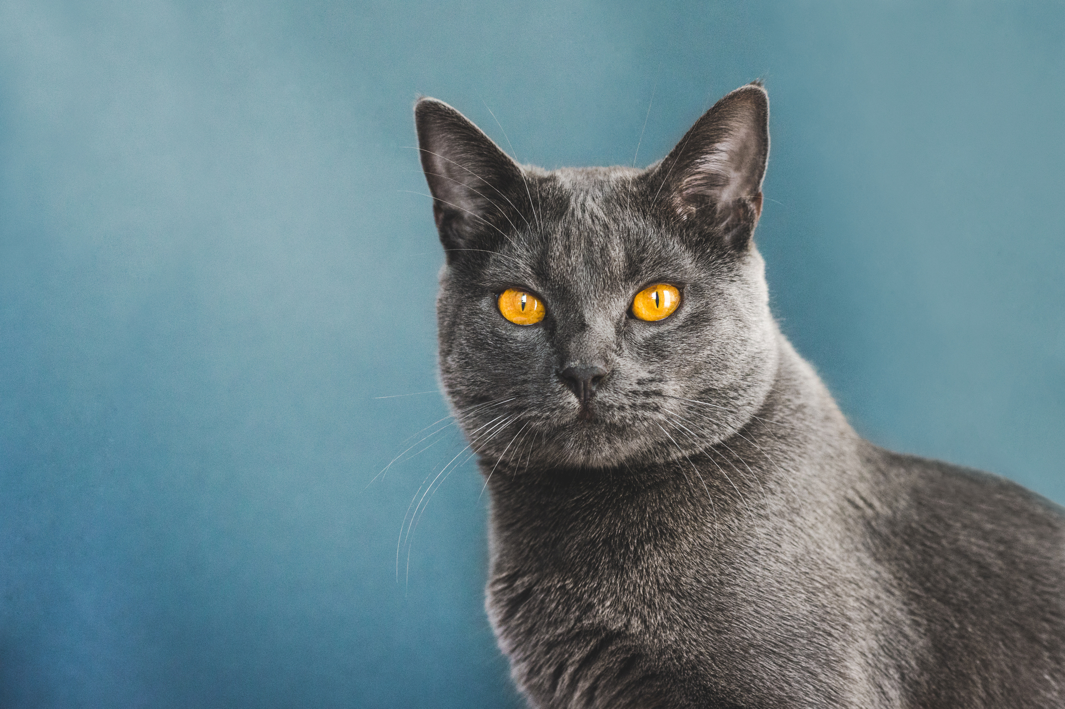 Chartreux Cat Breed Information & Characteristics