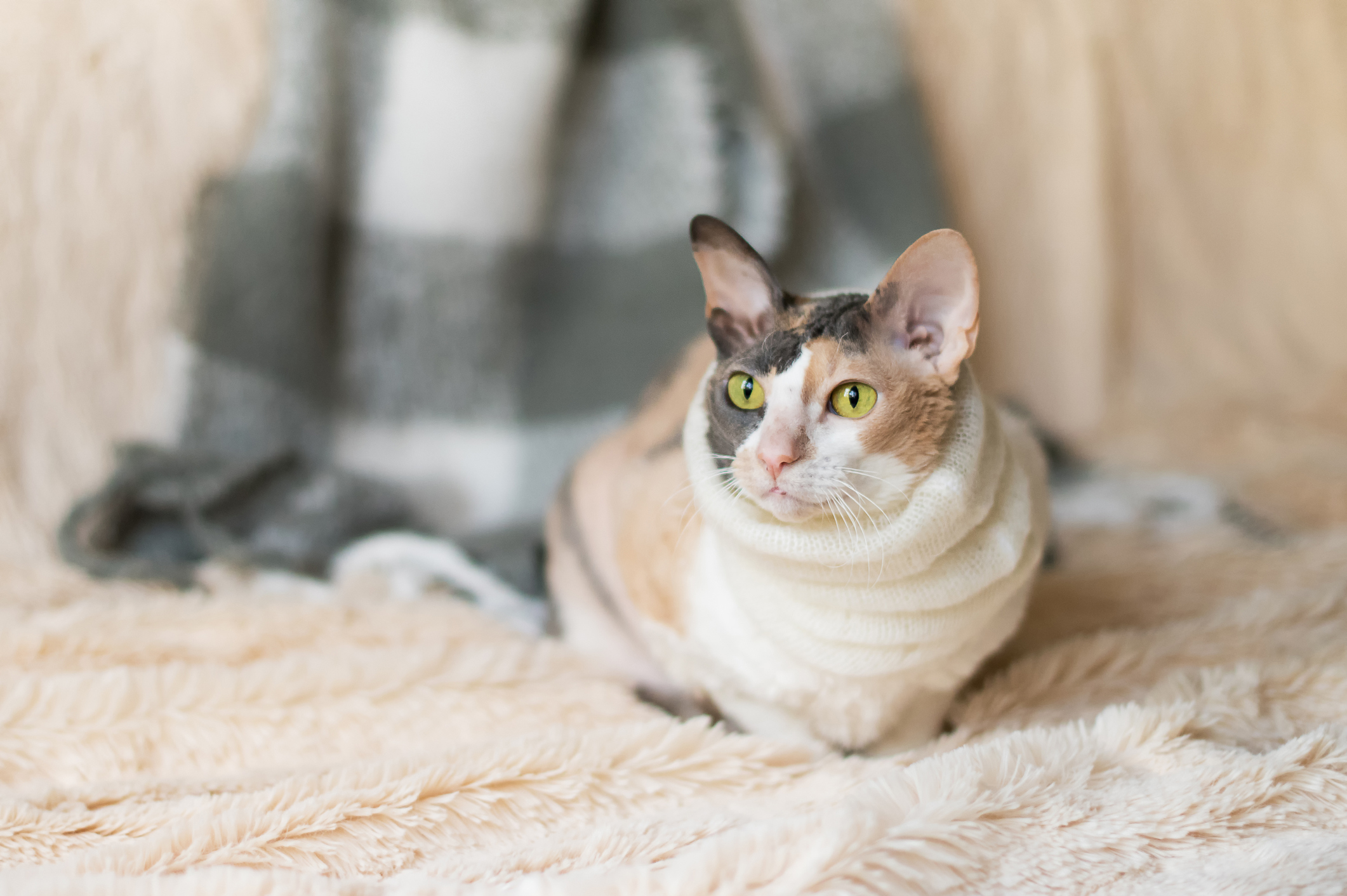 Cornish Rex Cat Breed Information & Characteristics