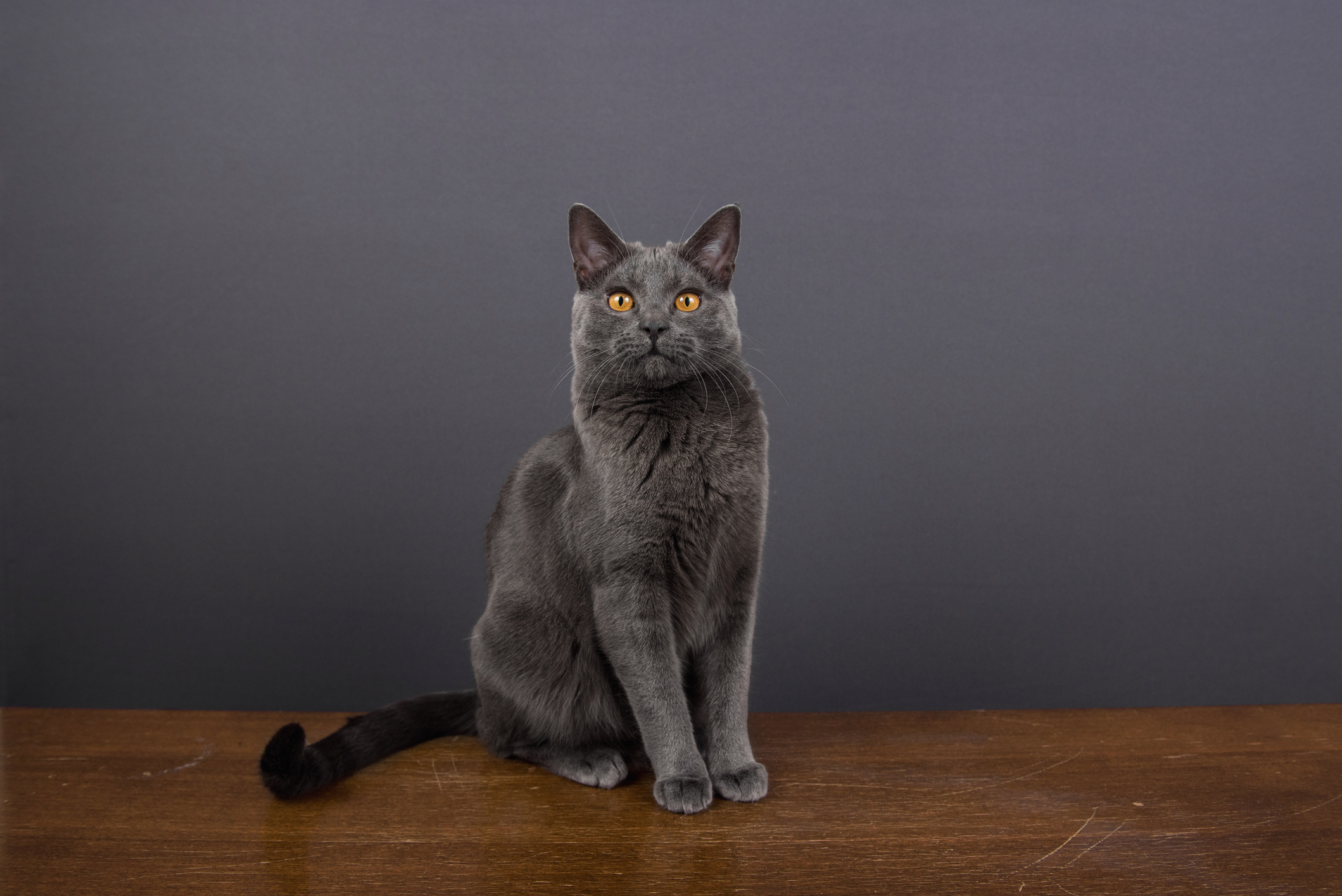 Chartreux Cat Breed Information & Characteristics