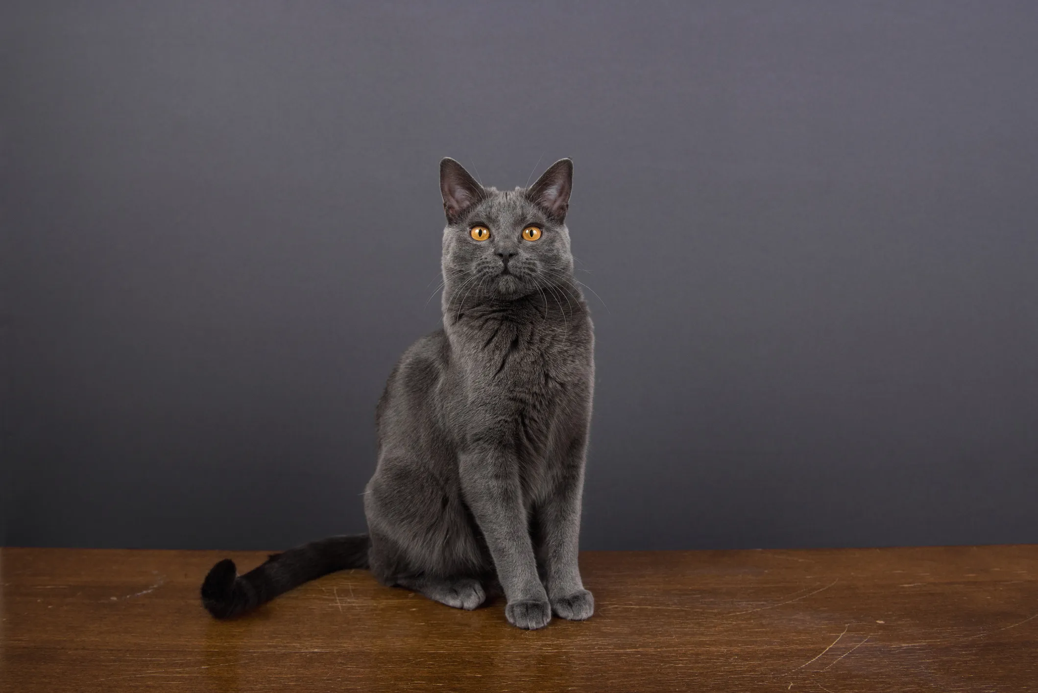 Chartreux Cat Breed Information & Characteristics