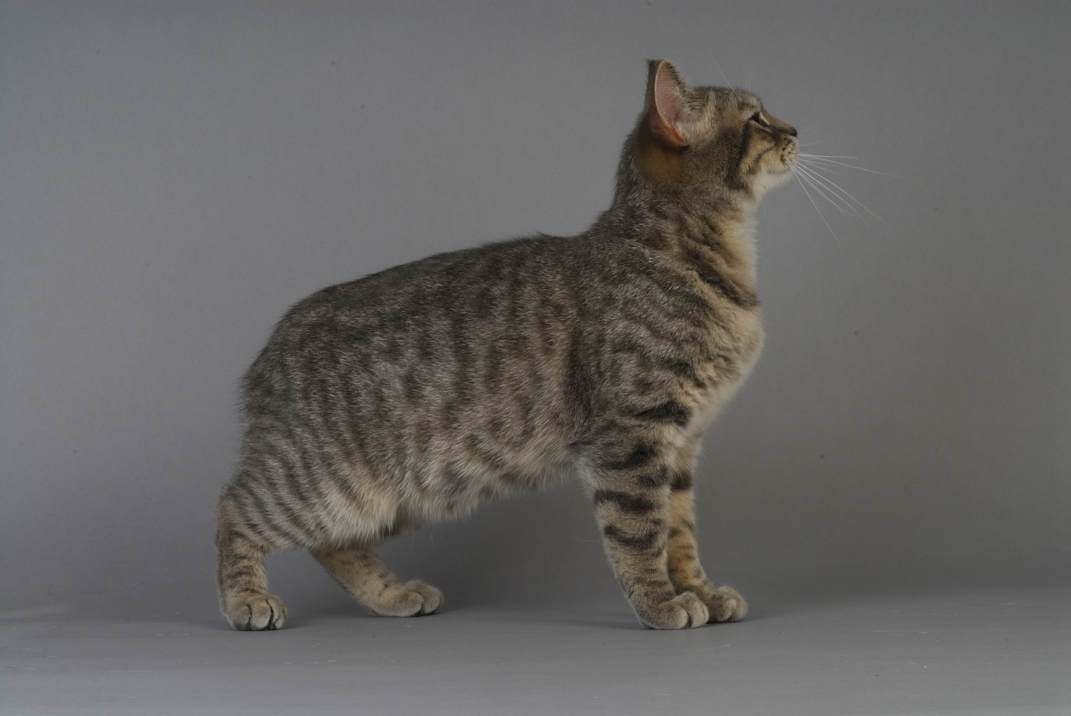 Manx Cat Breed Information & Characteristics