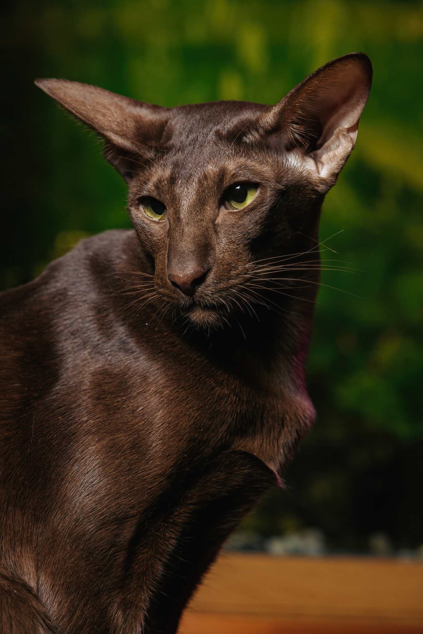 Havana Brown Cat Breed Information & Characteristics