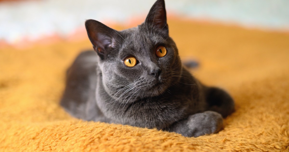 Chartreux Cat Breed Information & Characteristics