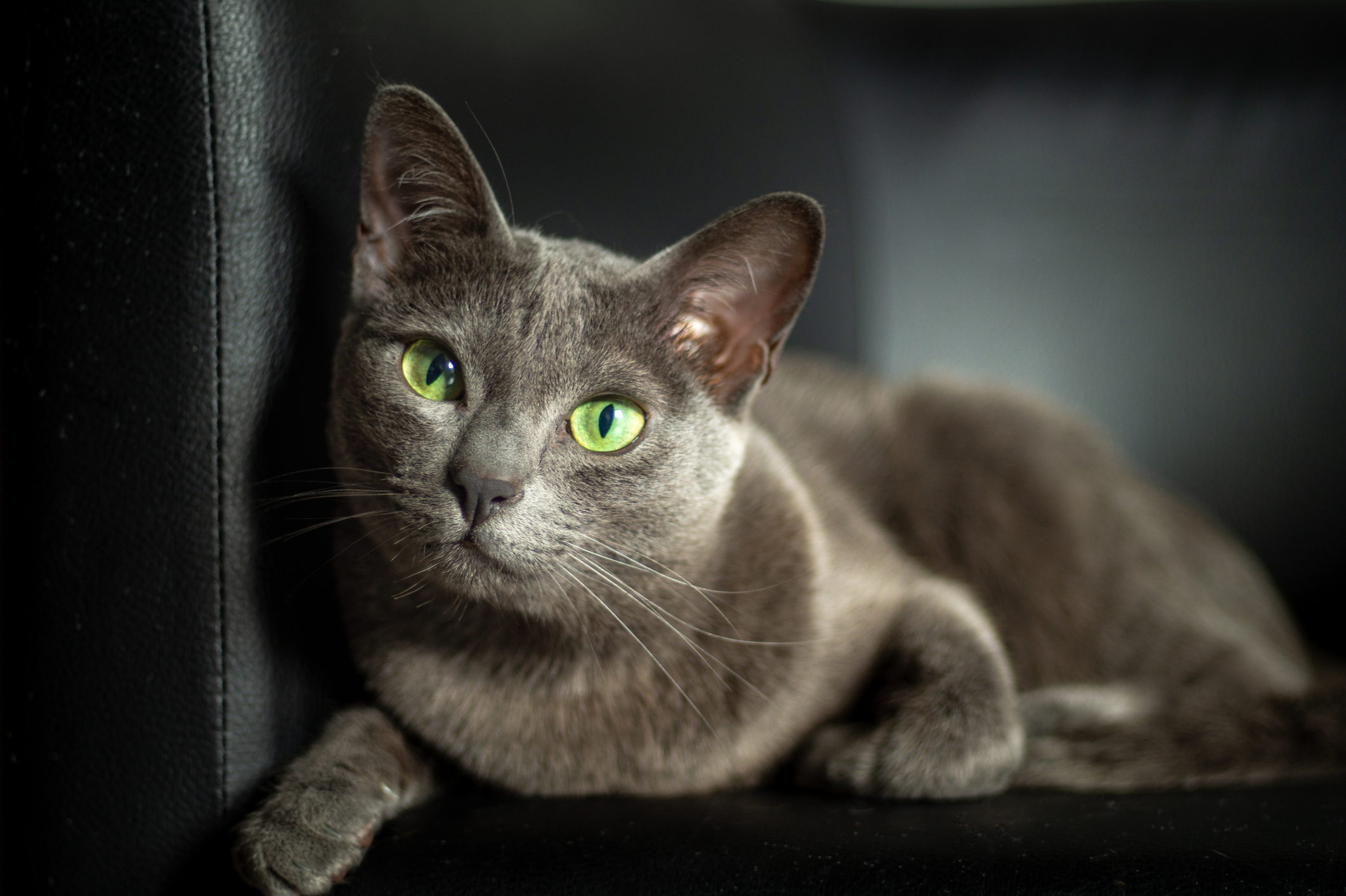 Korat Cat Breed Information & Characteristics