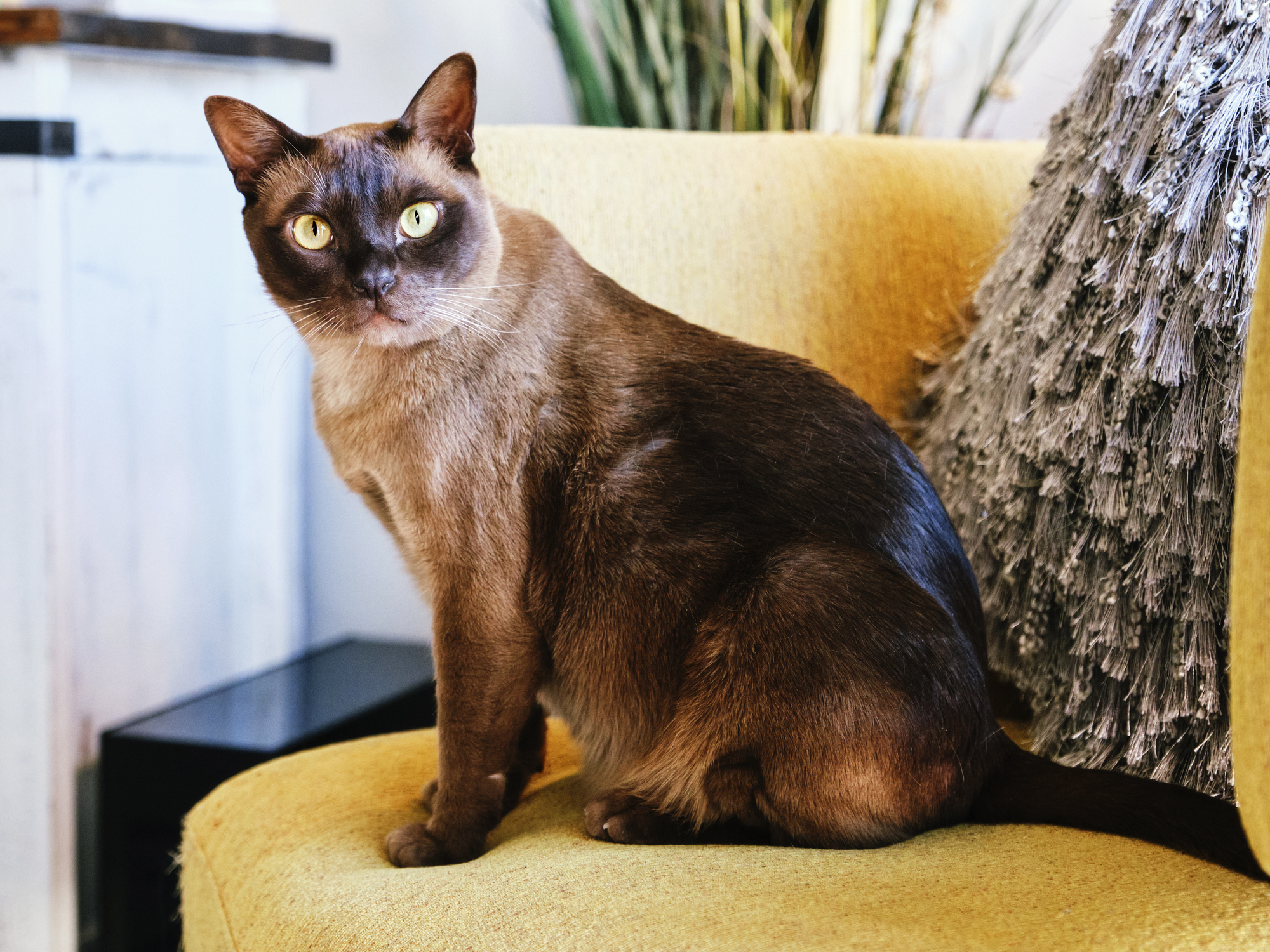 Burmese Cat Breed Information & Characteristics