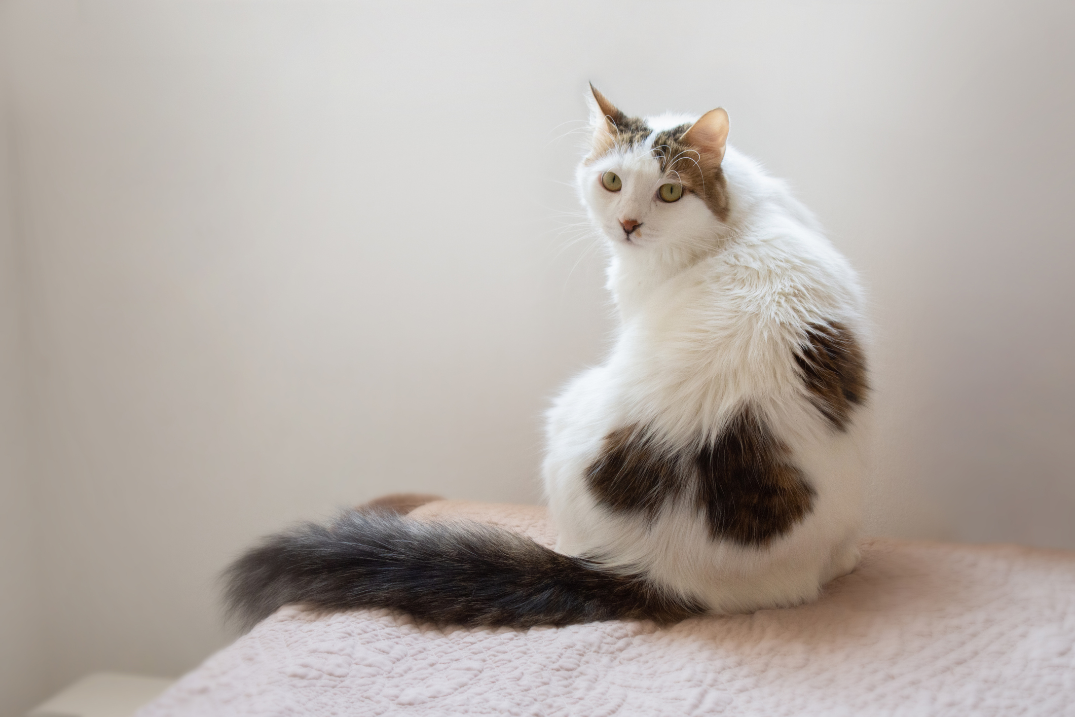 Turkish Van Cat Breed Information & Characteristics