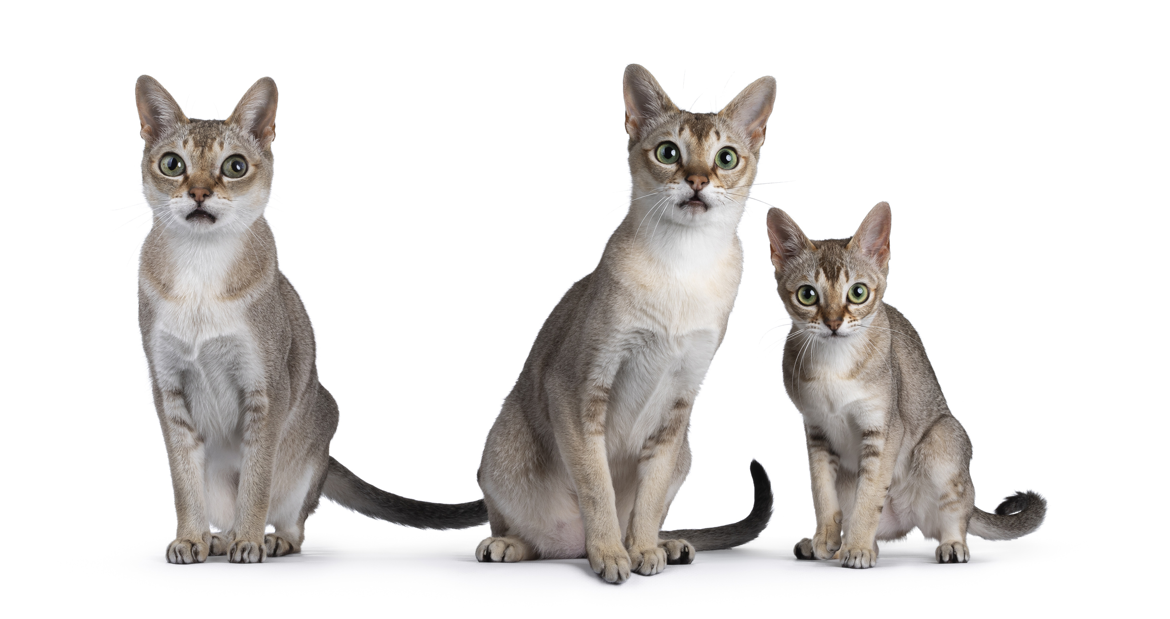 Singapura Cat Breed Information & Characteristics