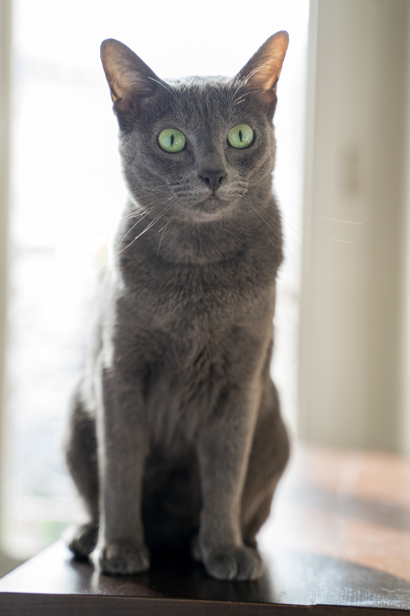 Korat Cat Breed Information & Characteristics