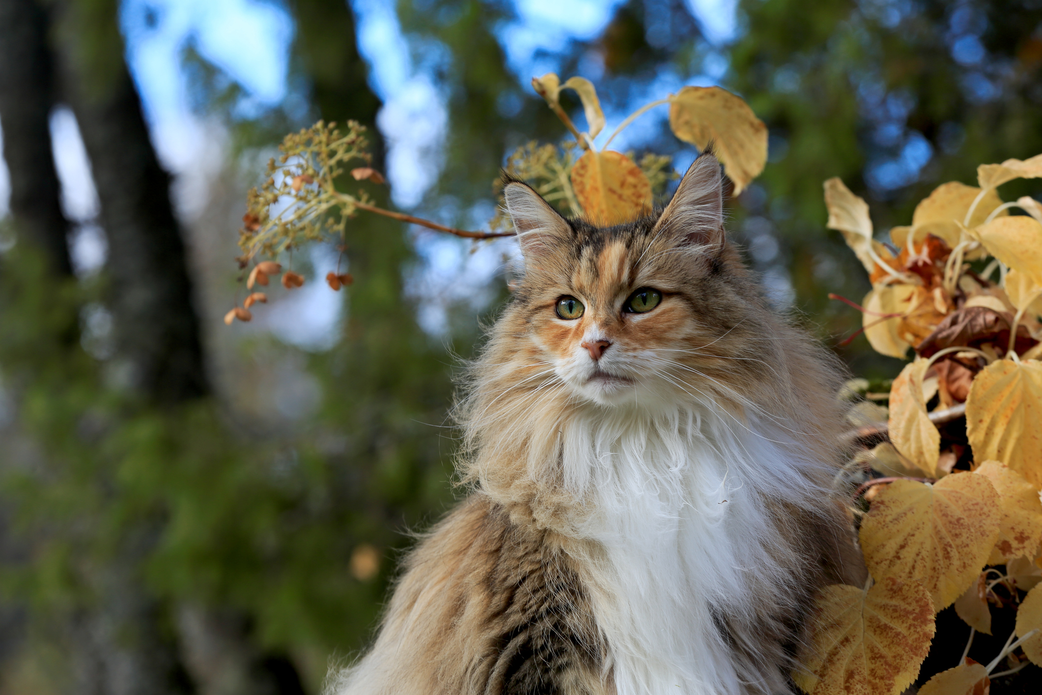 Norwegian Forest Cat Breed Information & Characteristics