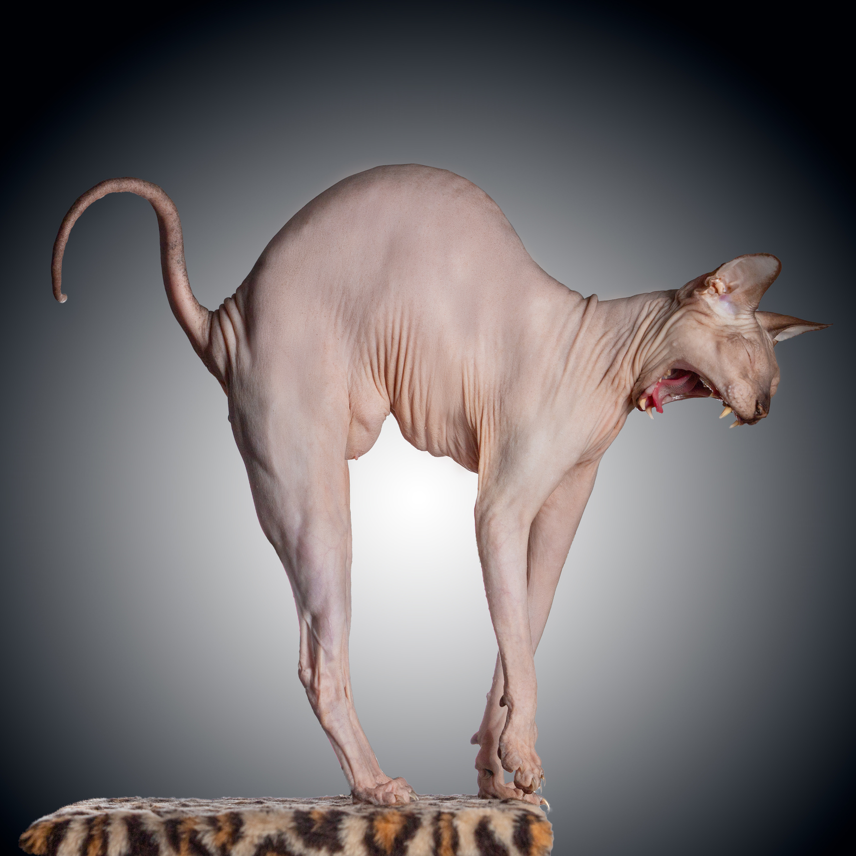 Sphynx Cat Breed Information & Characteristics